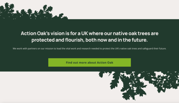 Action Oak | Creative Concern